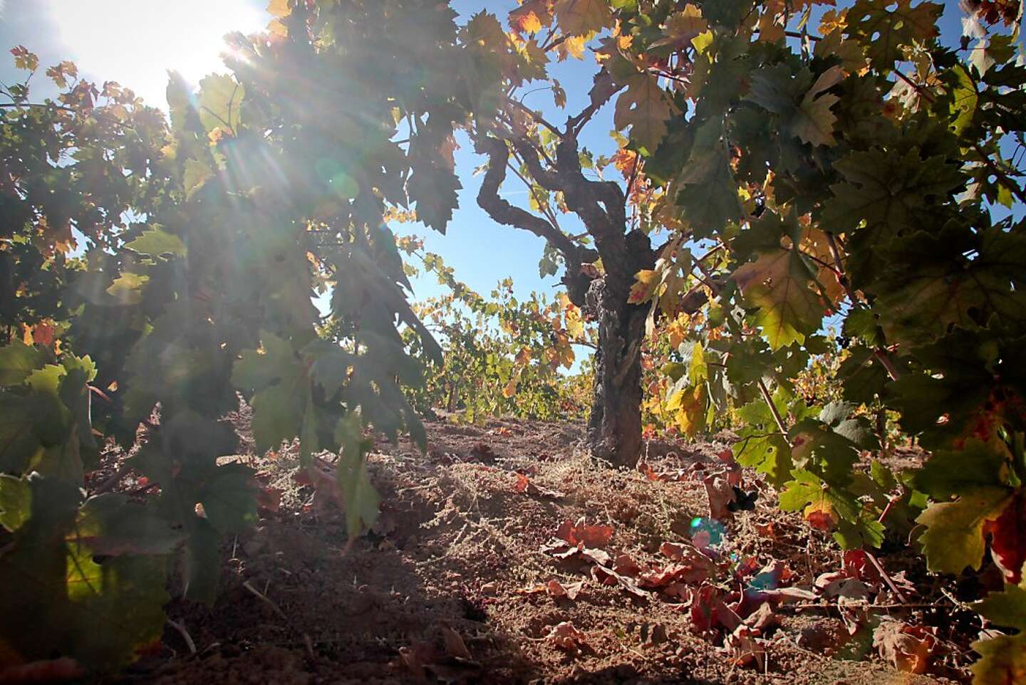 Saving California's heritage, one vine at a time
