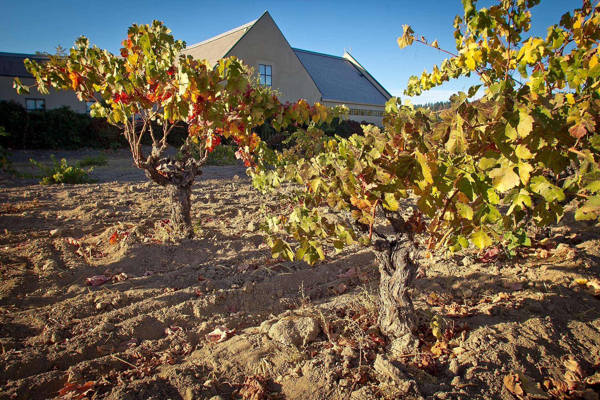 Saving California's heritage, one vine at a time