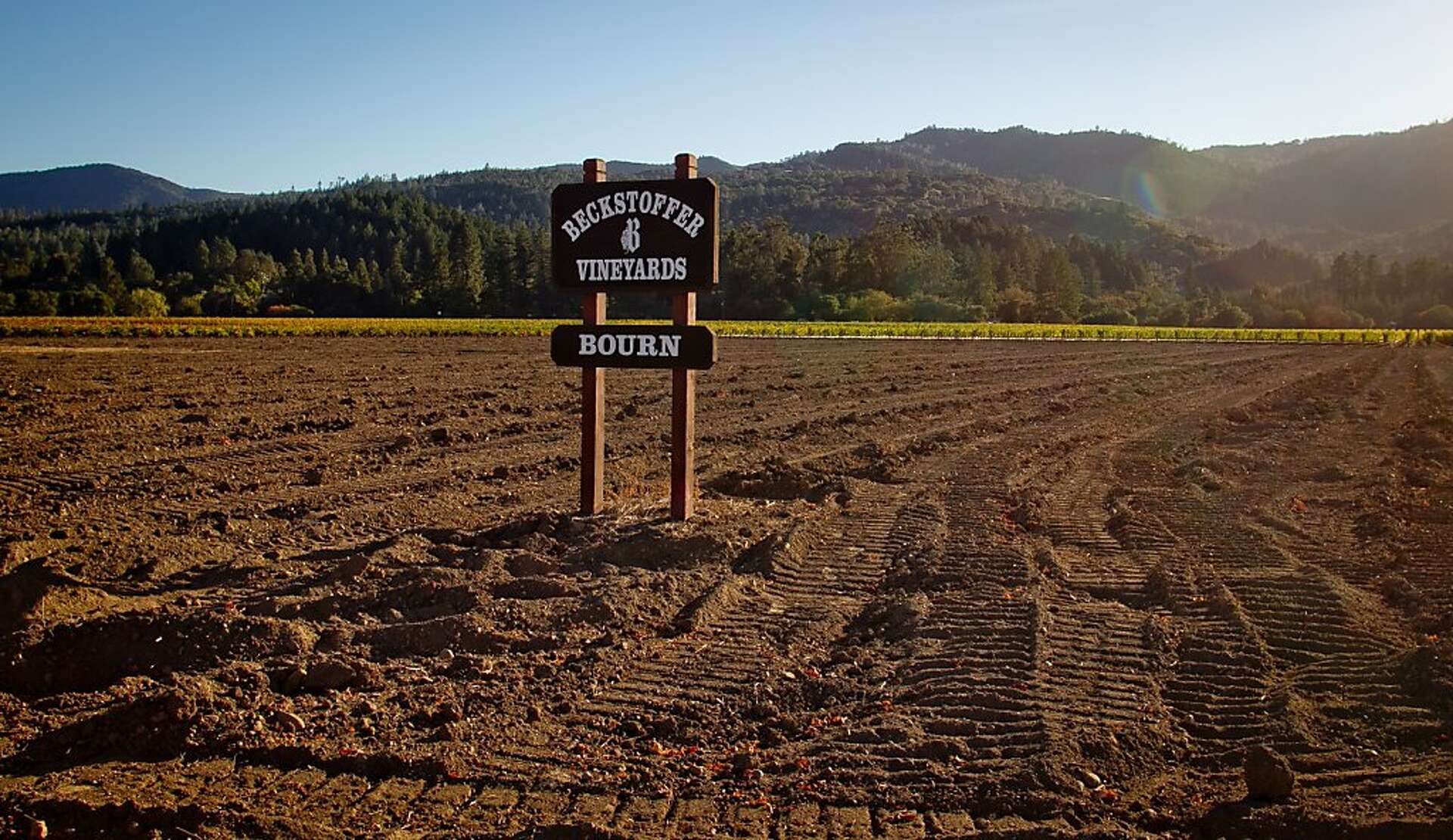 Saving California's heritage, one vine at a time