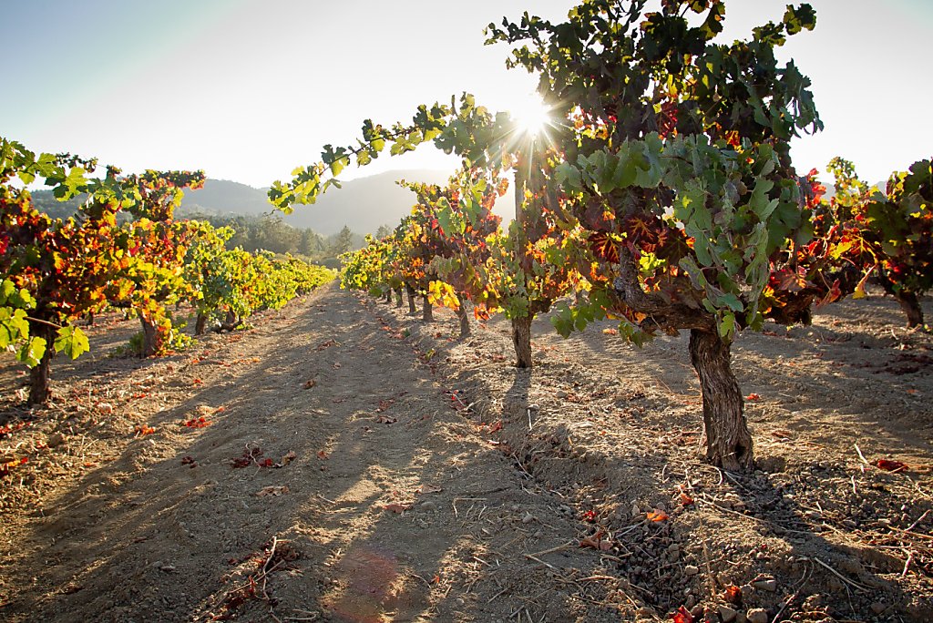 Saving California's heritage, one vine at a time