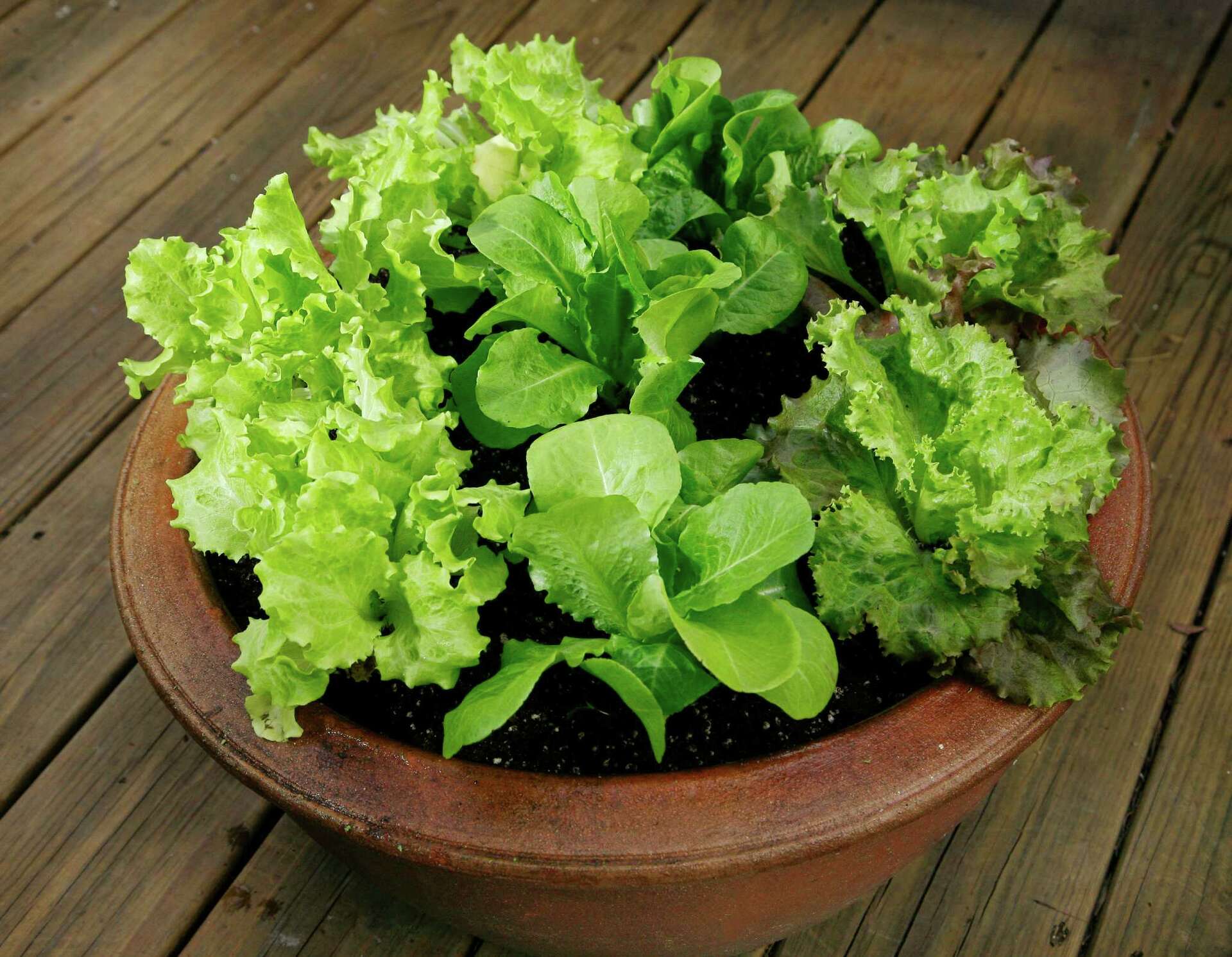 Growing lettuce is quick and easy in cool weather