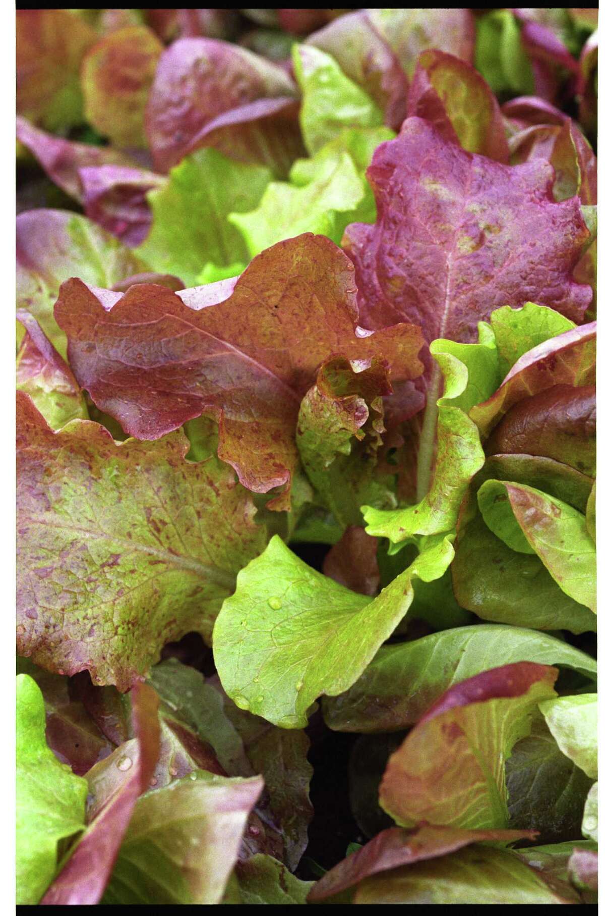 Growing lettuce is quick and easy in cool weather