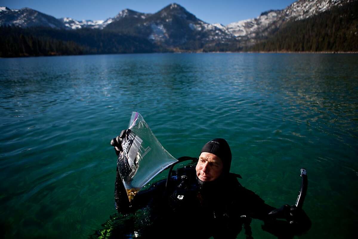 Tahoe project to eliminate Asian clams