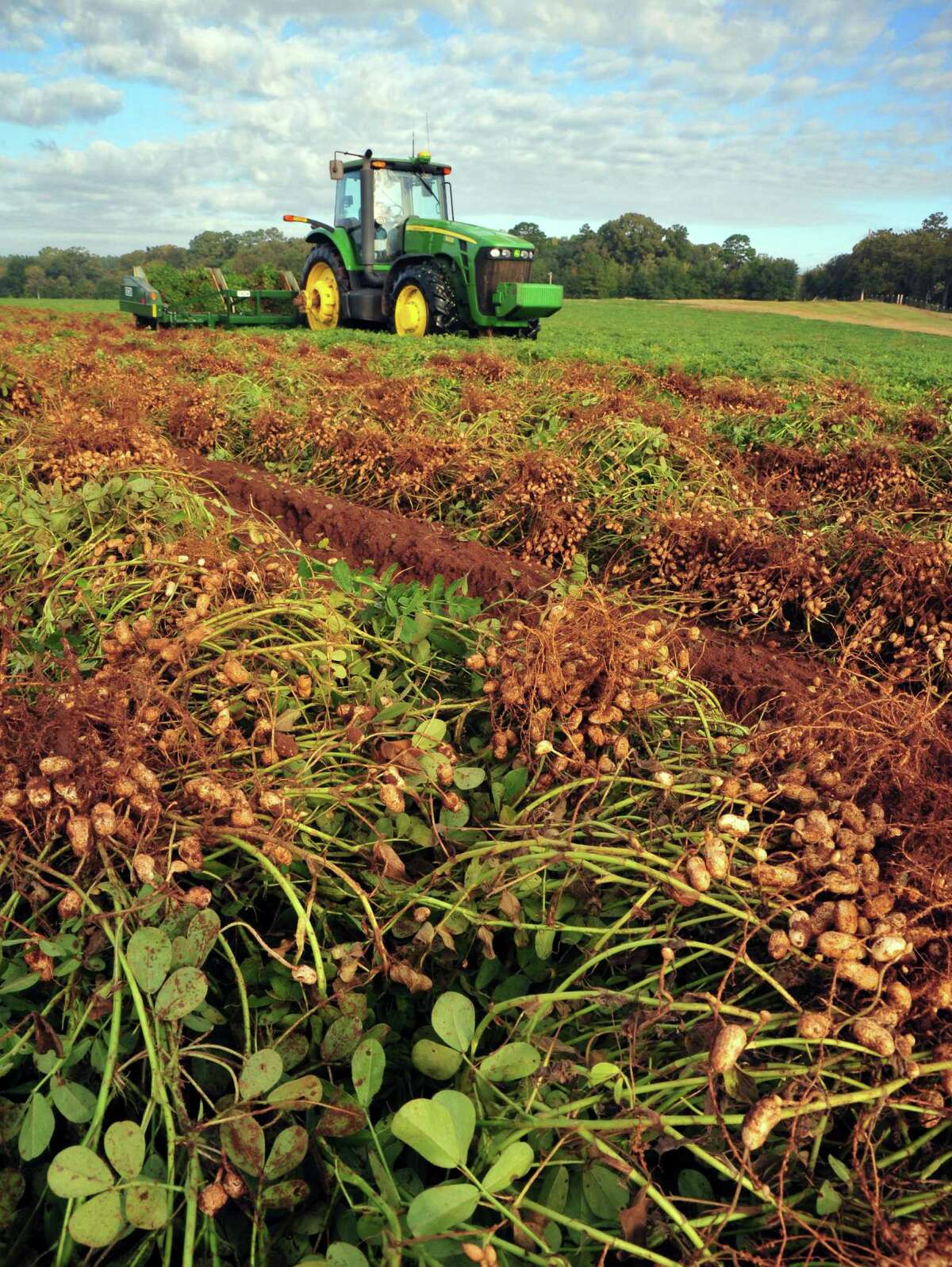 A bumper crop of peanut butter