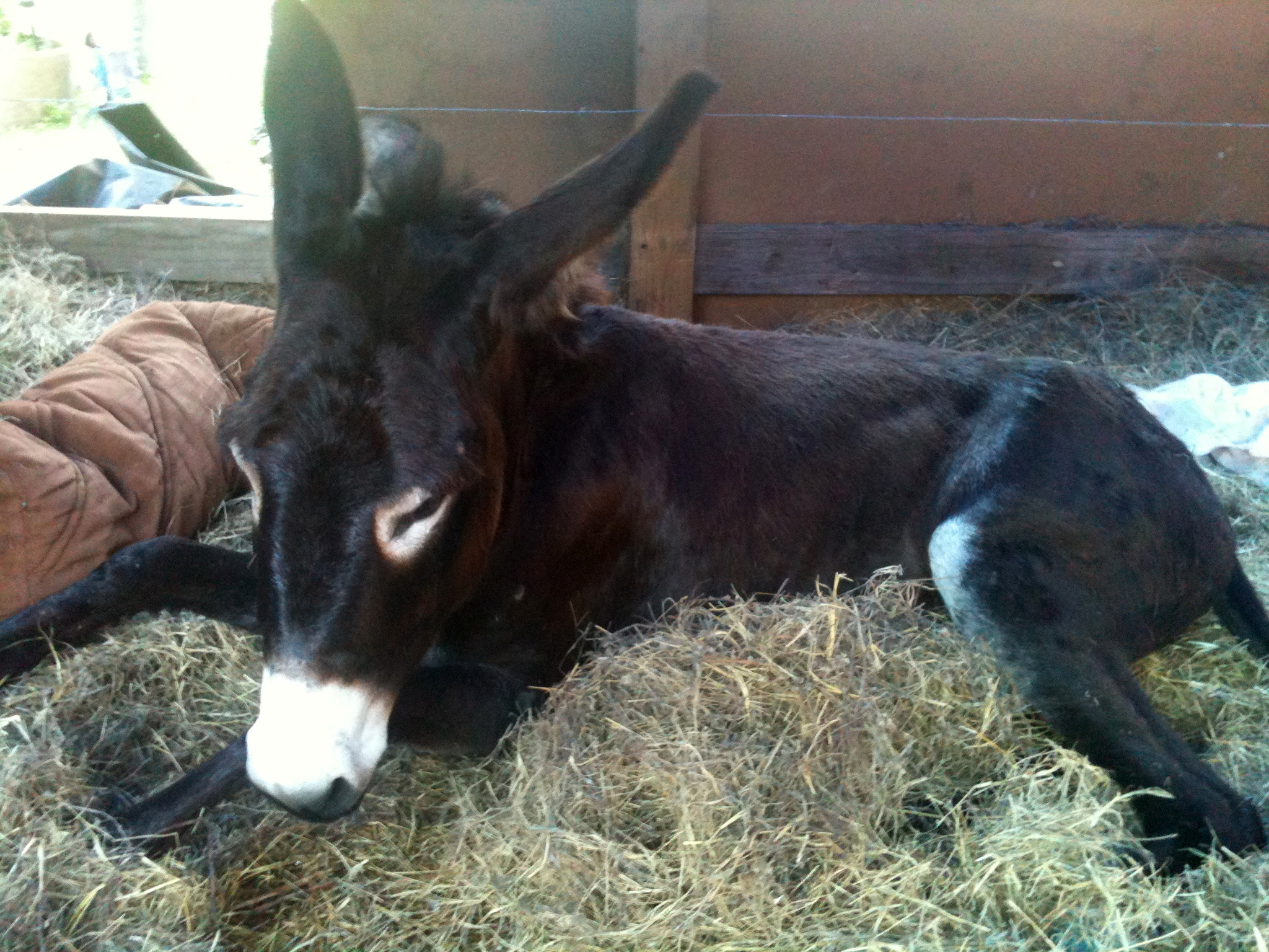 Donkey hurt in dragging 'doing good' in New Caney