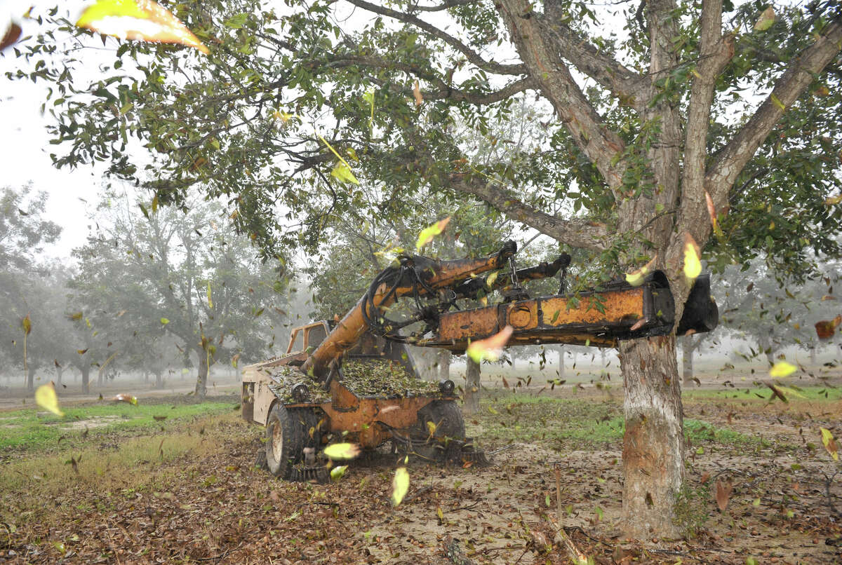 Go nuts for the holidays; pecan prices lower