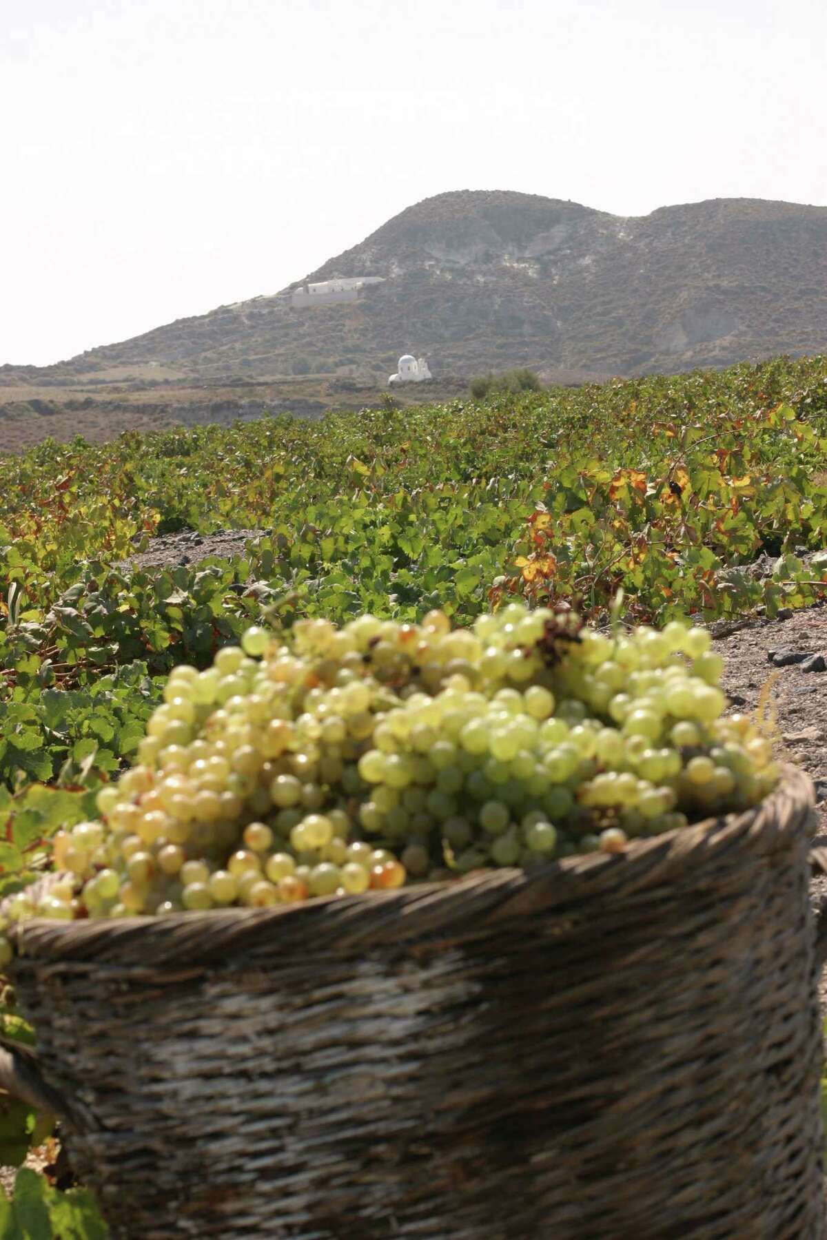 Greek winery wants to go worldwide