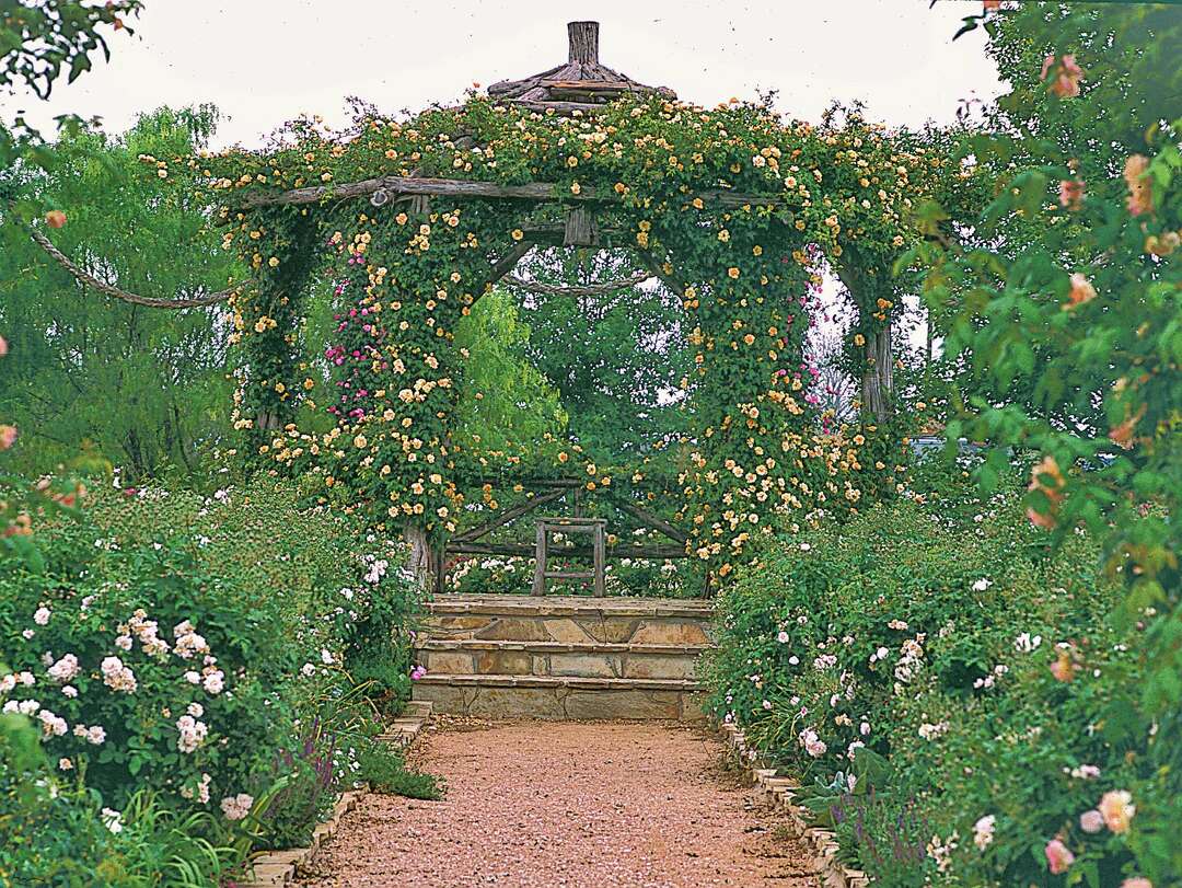 Old roses reign as the landscape's long-lasting regal beauty