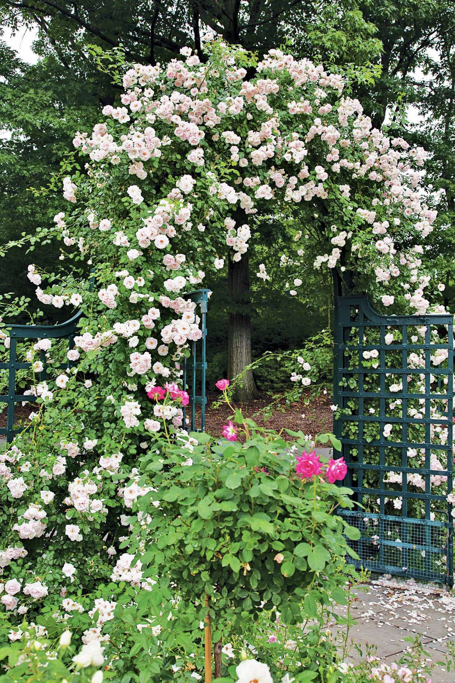 Old roses reign as the landscape's long-lasting regal beauty