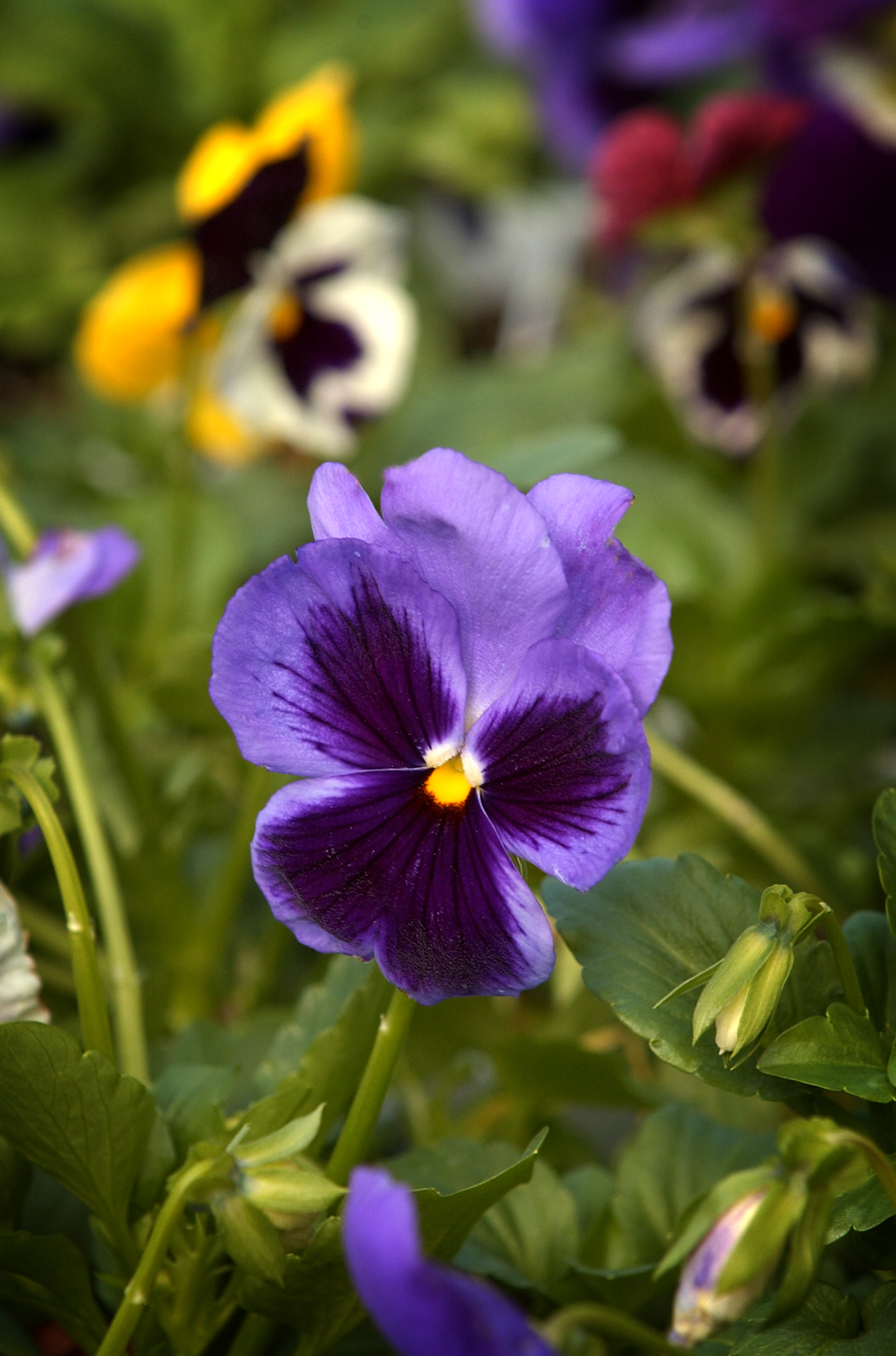 Pansies and cyclamen: Cold-tolerant winter blooms