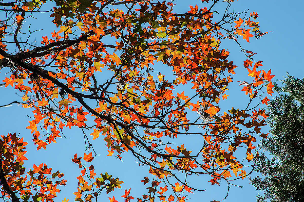 Nature: Wildlife thrives at Lost Maples State Natural Area