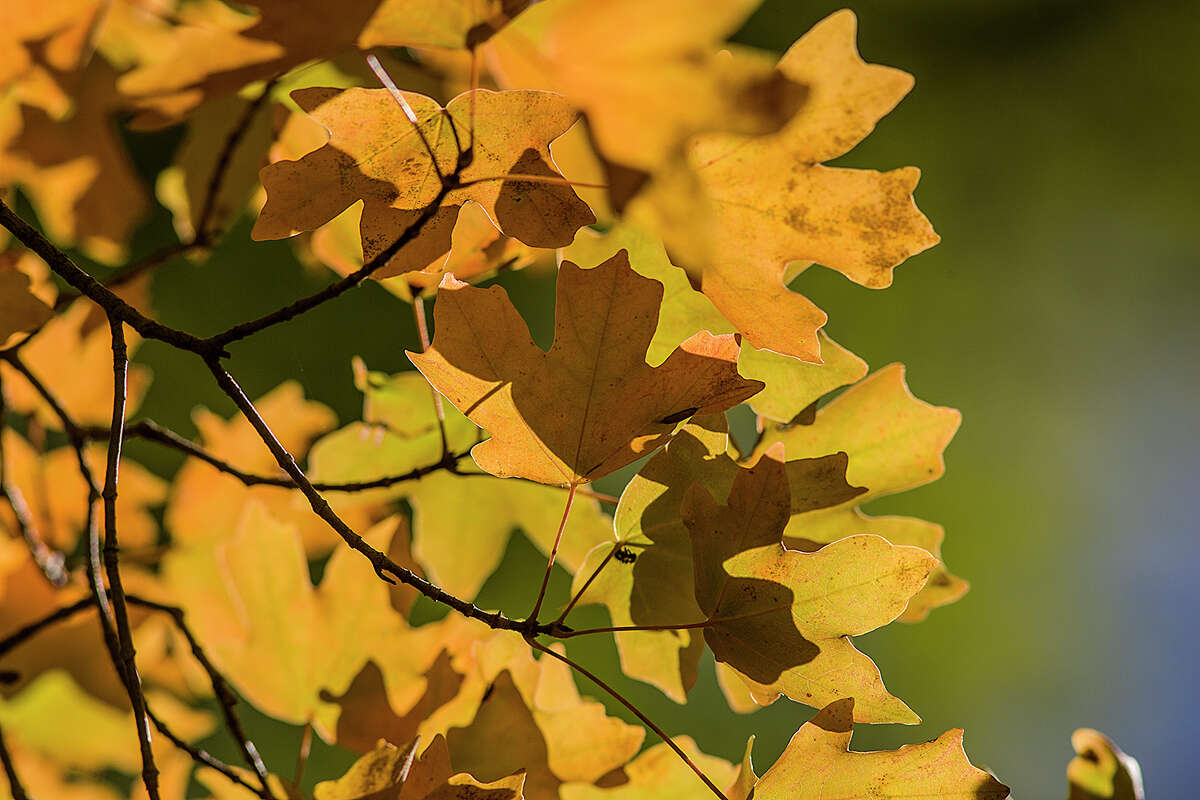 Nature: Wildlife thrives at Lost Maples State Natural Area