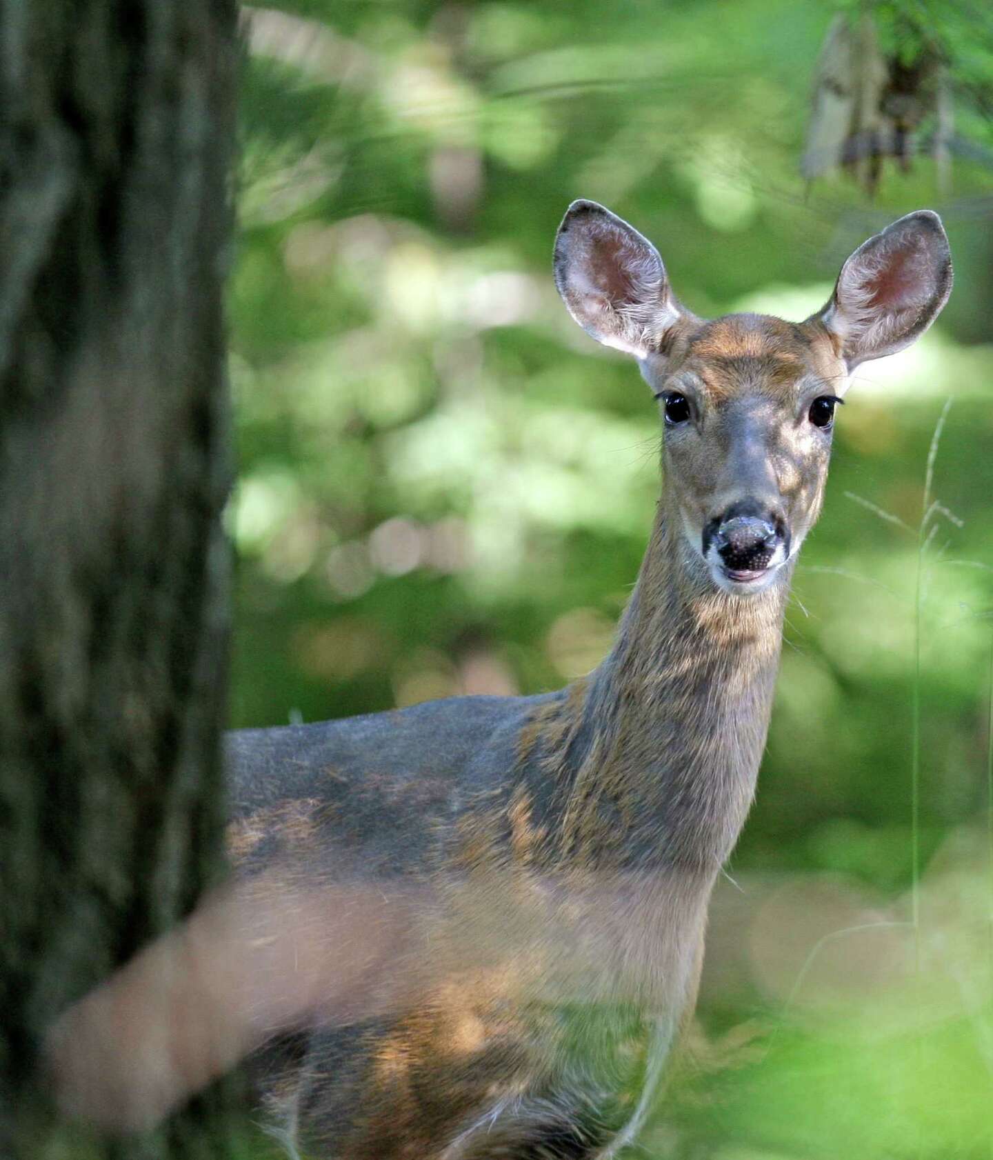 The skinny on Texas' big deer season