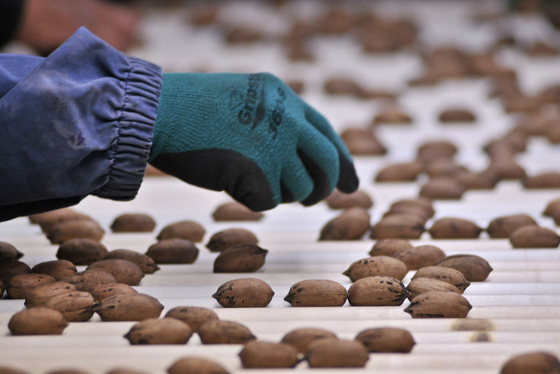 Pecan fans can go nuts this year