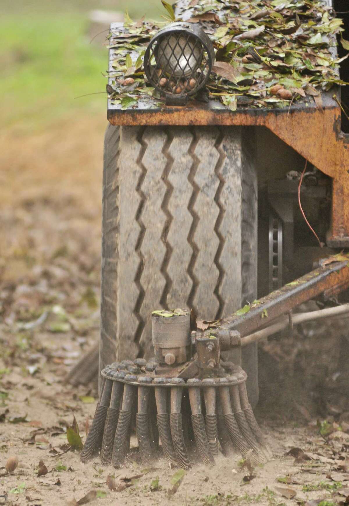 Pecan fans can go nuts this year