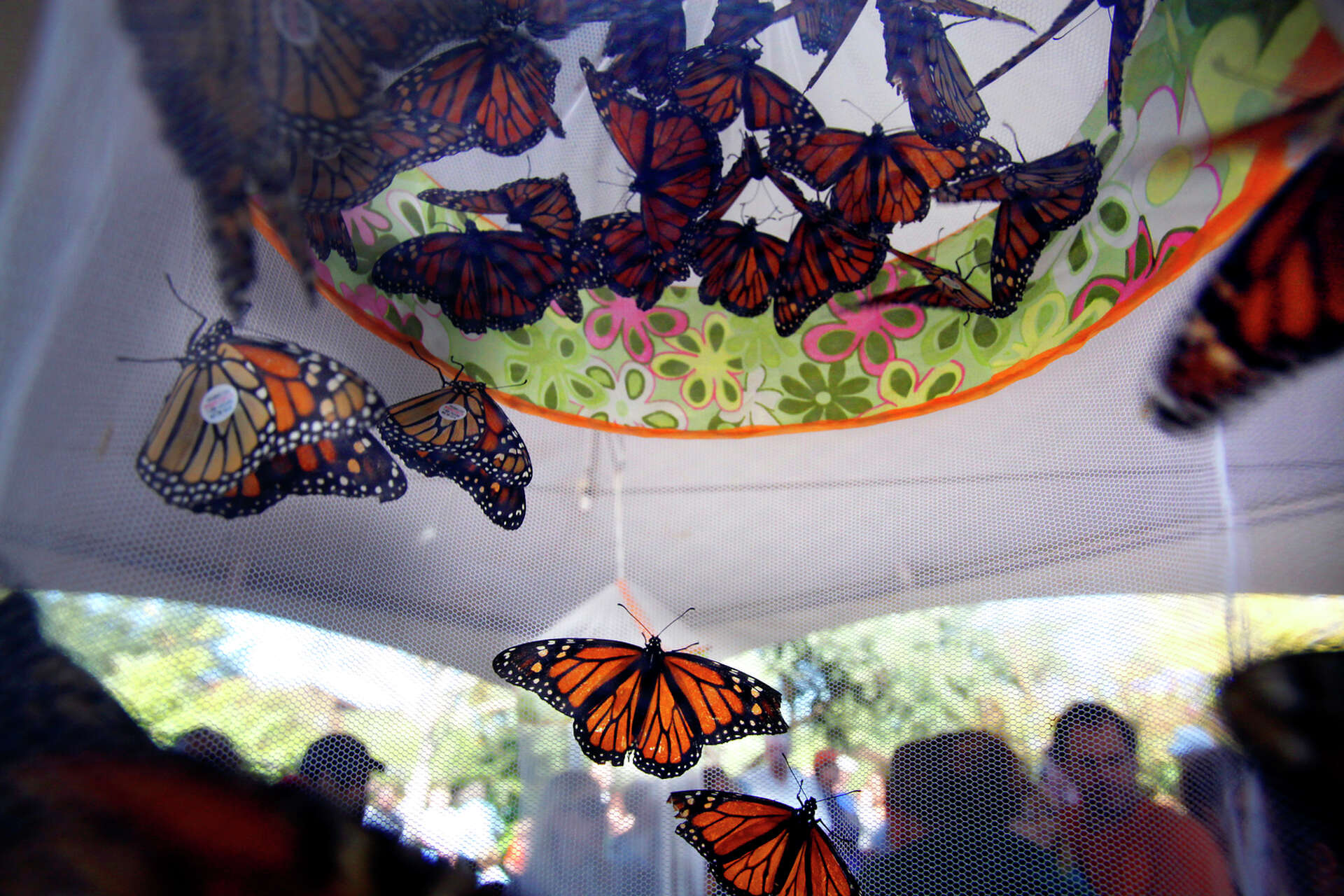 Mexico sees sign of hope for Monarch butterflies