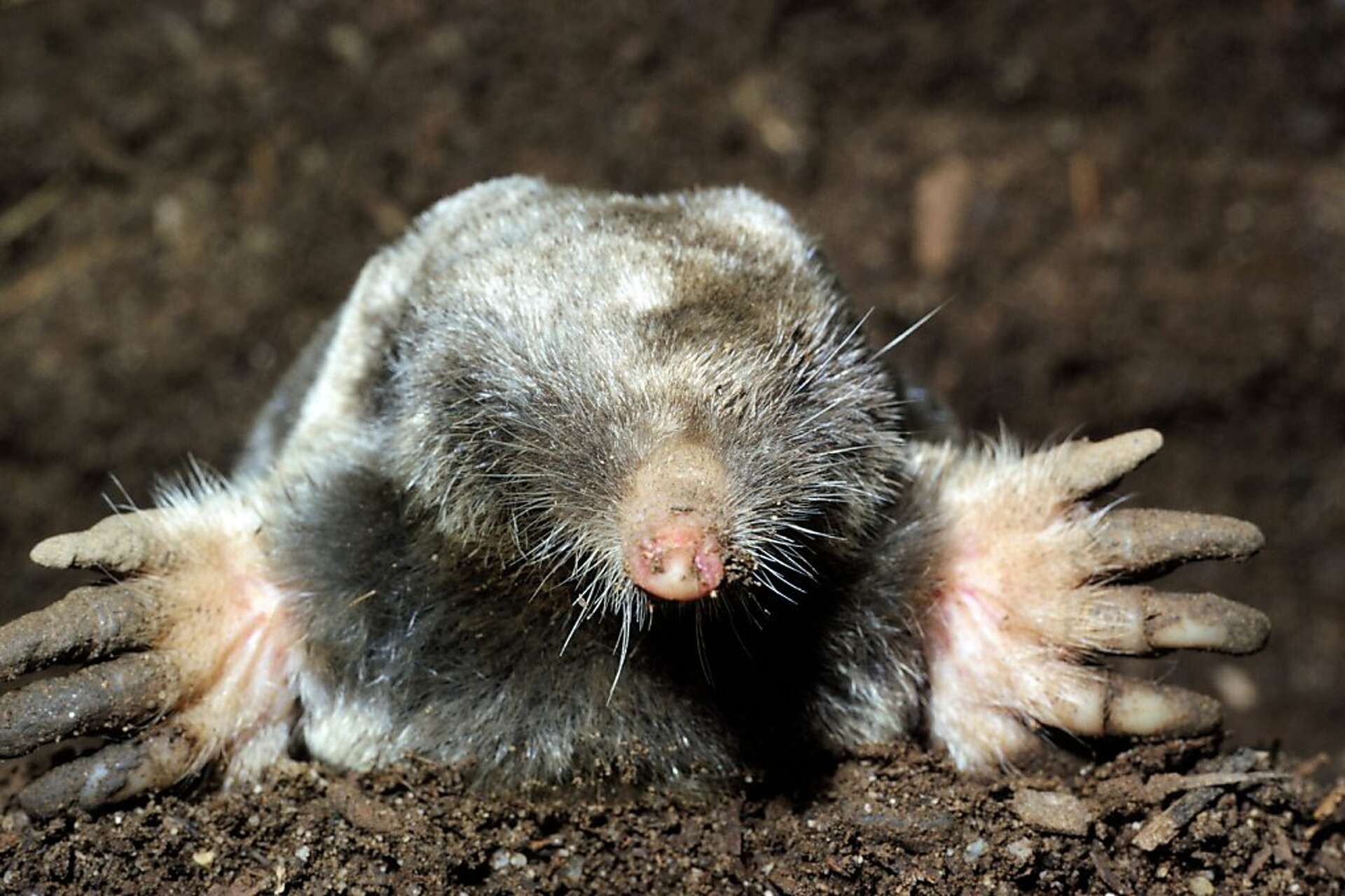 Do gopher repellents work on moles?