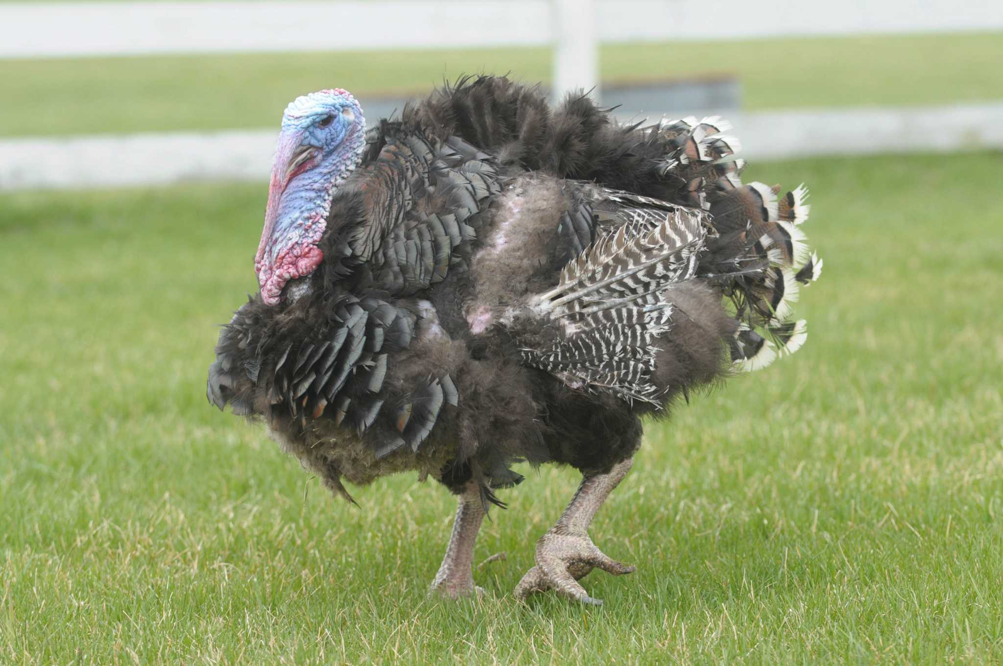 Get bird you want for Turkey Day