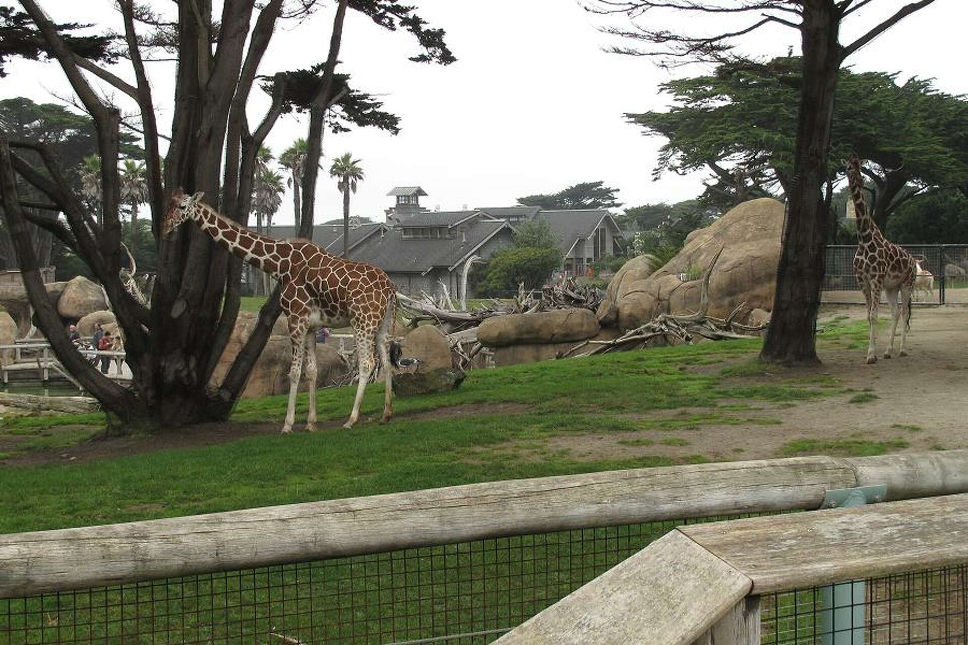Let's Go to the Morgue: San Francisco Zoo