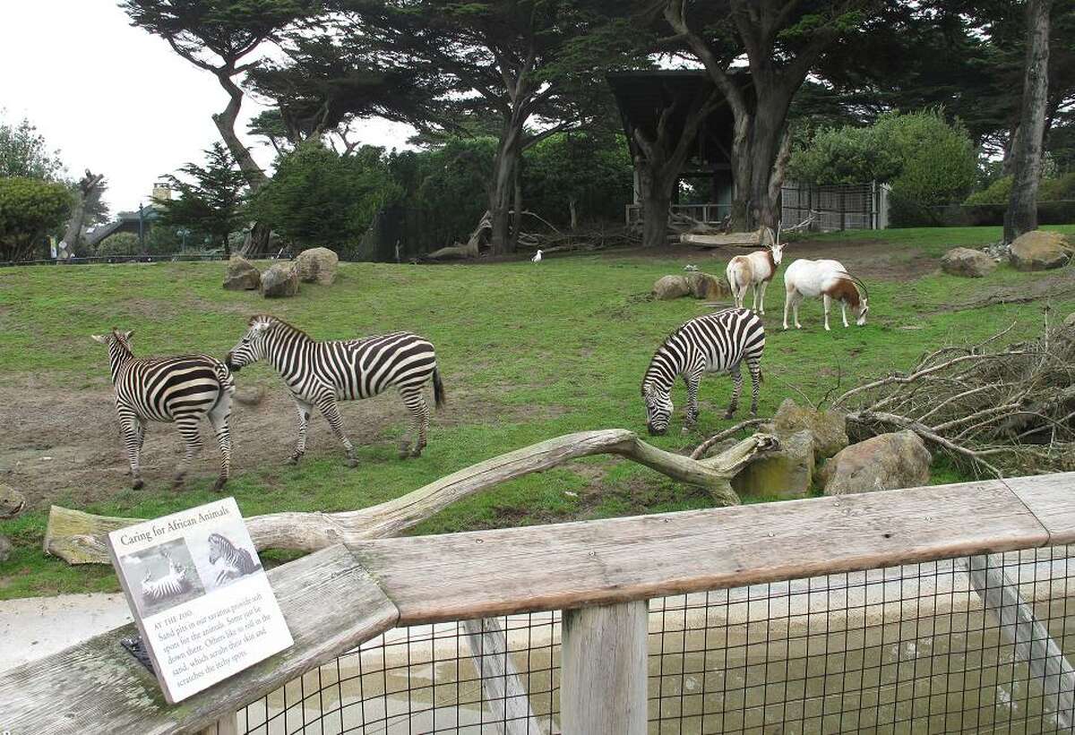 Let's Go to the Morgue: San Francisco Zoo