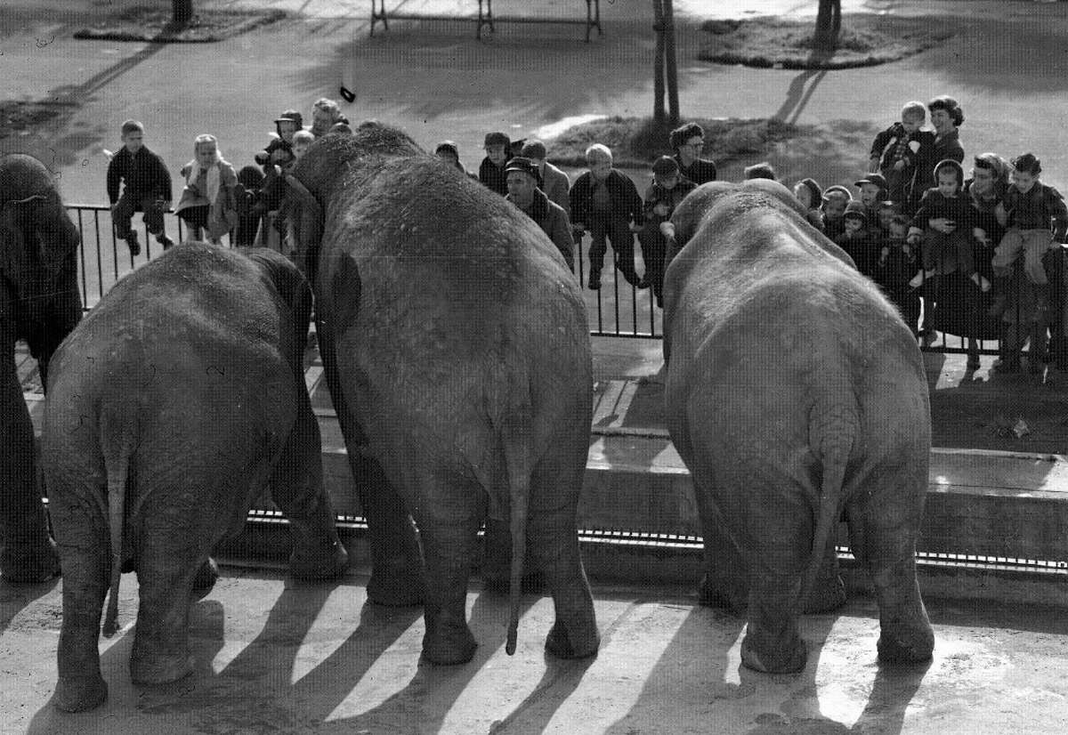 Let's Go to the Morgue: San Francisco Zoo