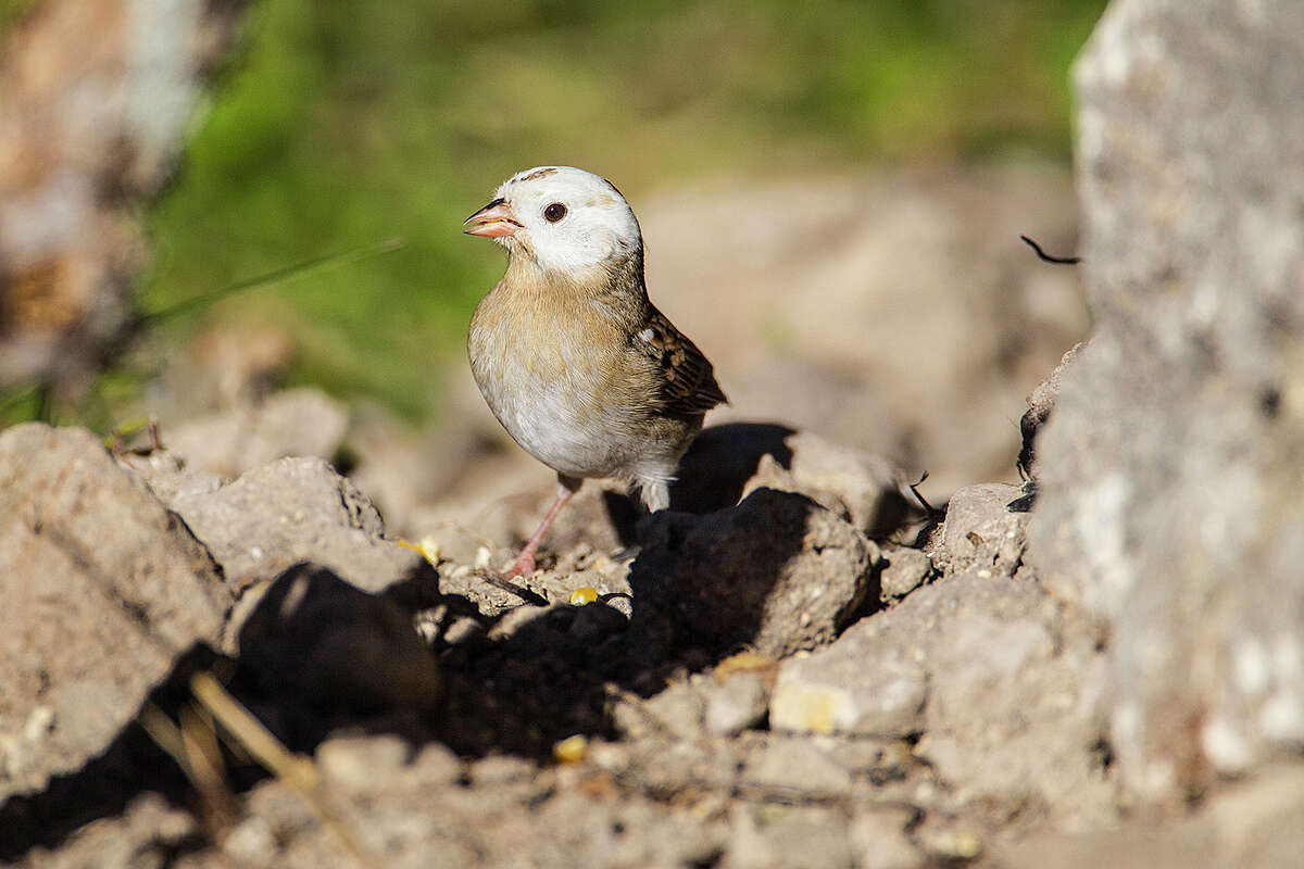 Leucistic birds lack colors of their species