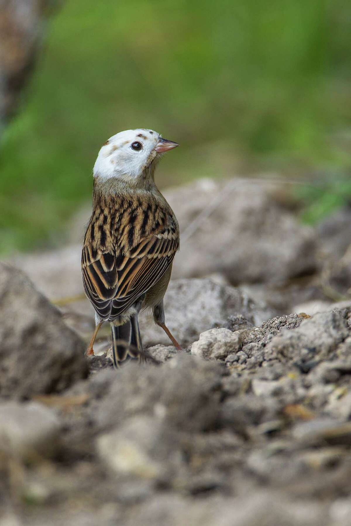Leucistic birds lack colors of their species