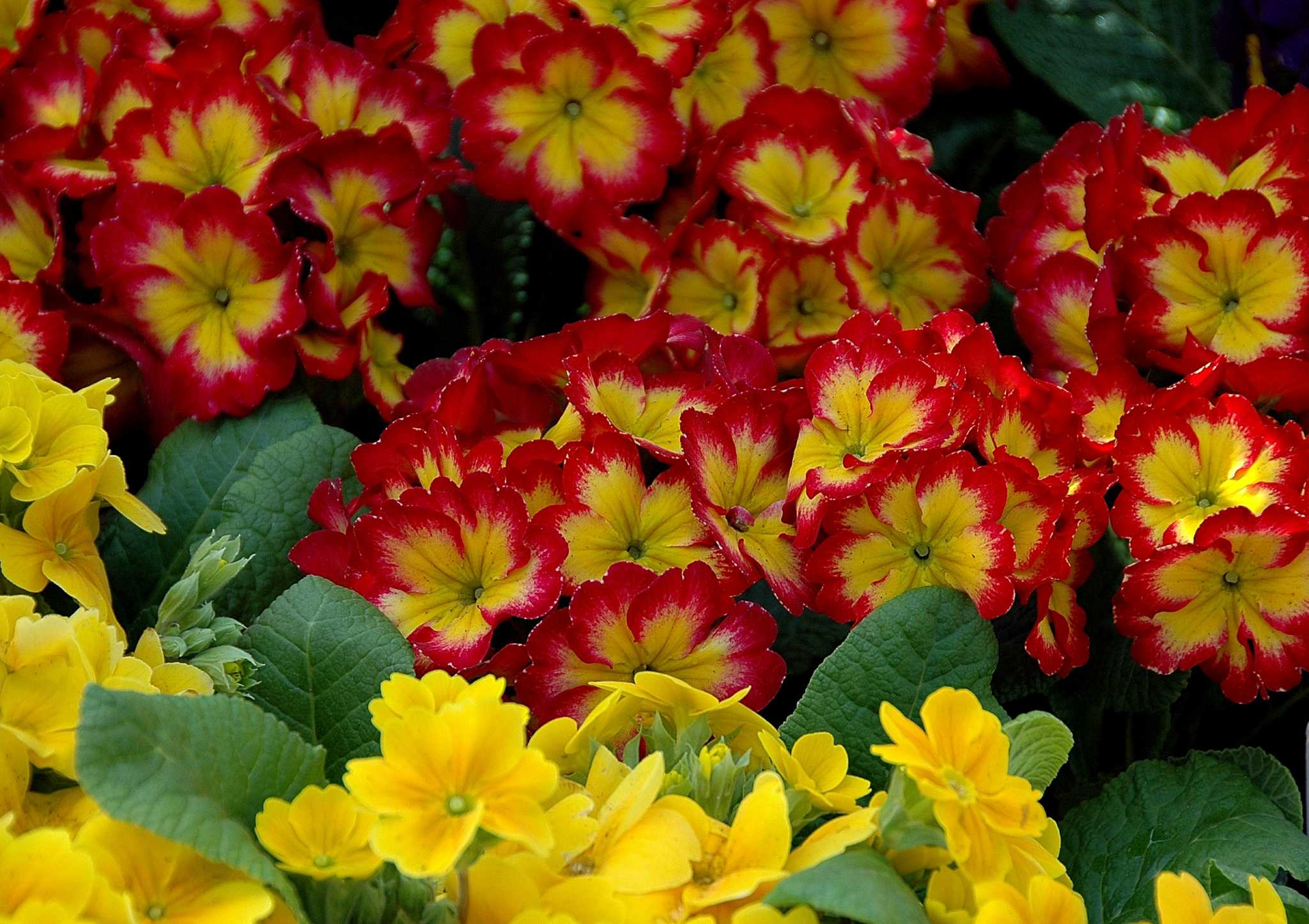 Accept the challenge of winter blooms