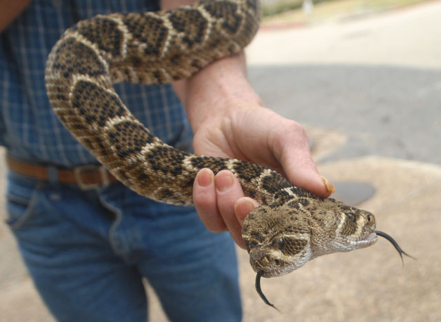 Can I use a shotgun (in the city) to kill snakes?