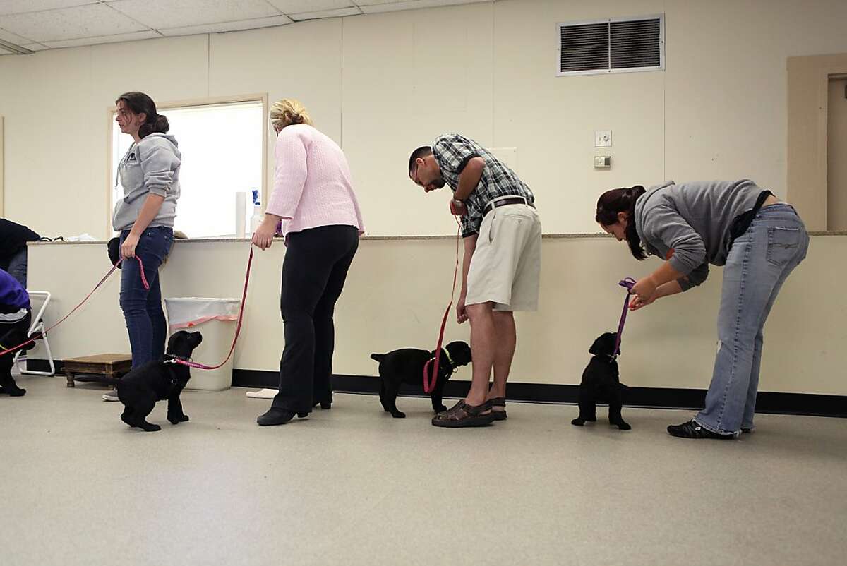 Fetch an education at canine college