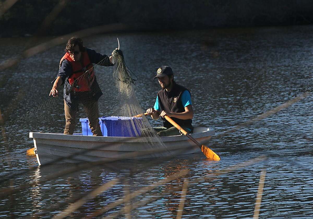 Mountain Lake invaders fished out