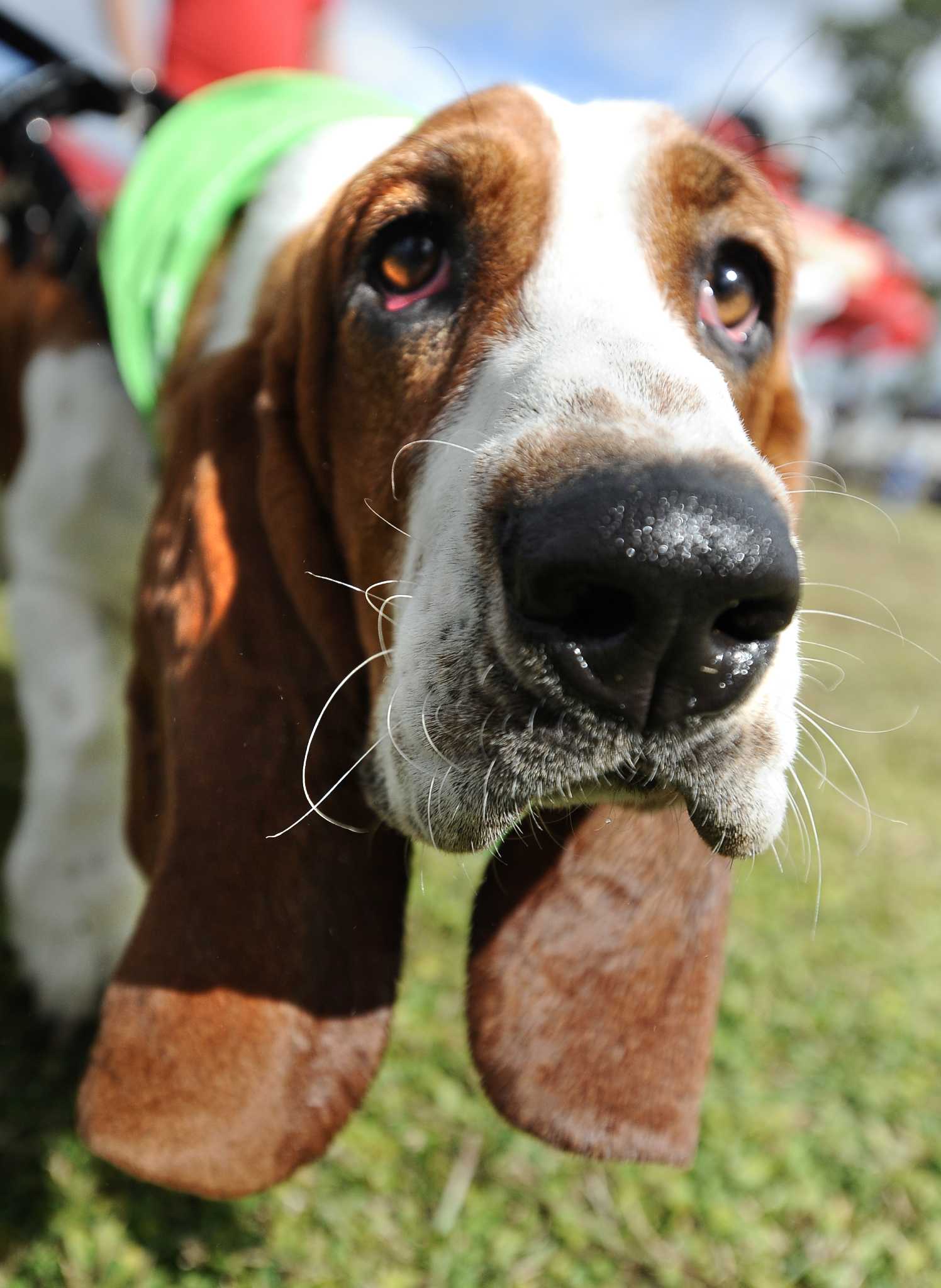 Canines help fight cancer at Bark for Life