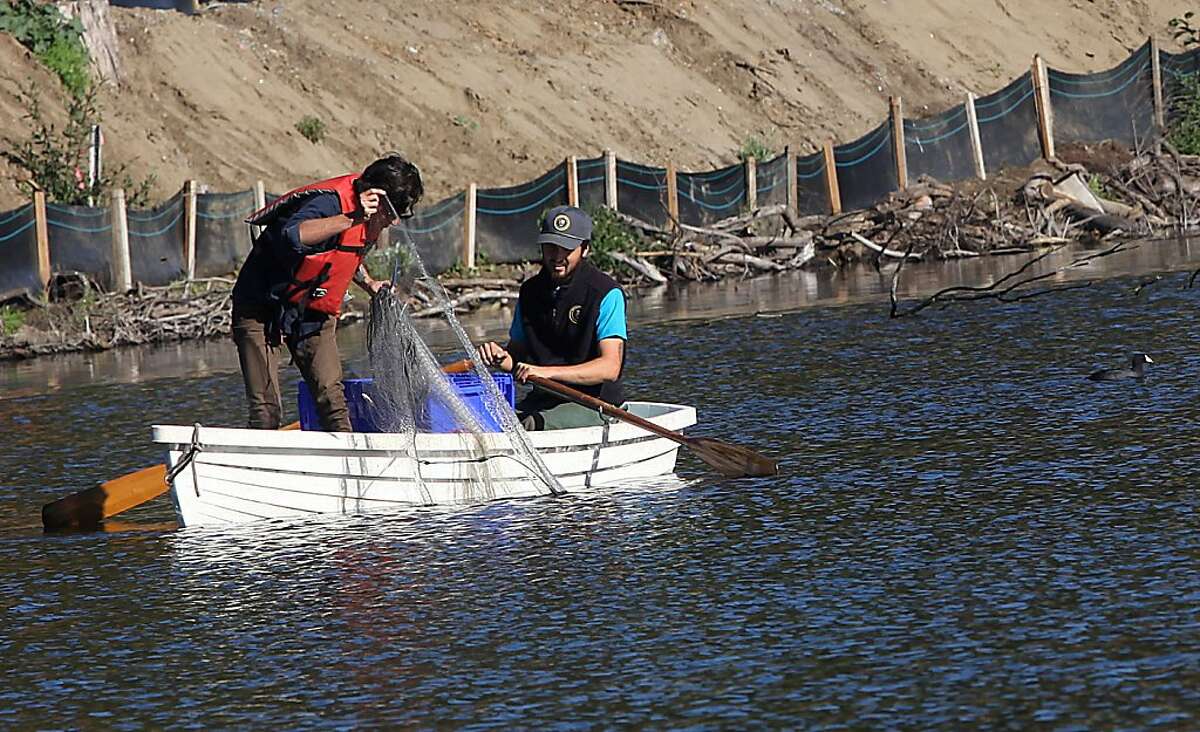 Mountain Lake invaders fished out
