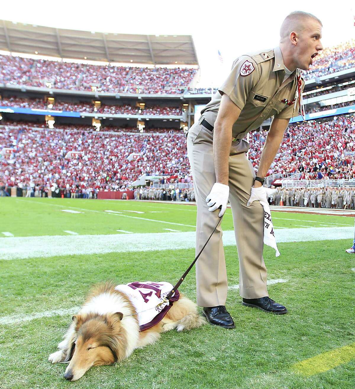 Retired A&M mascot Reveille VII dead at age 12