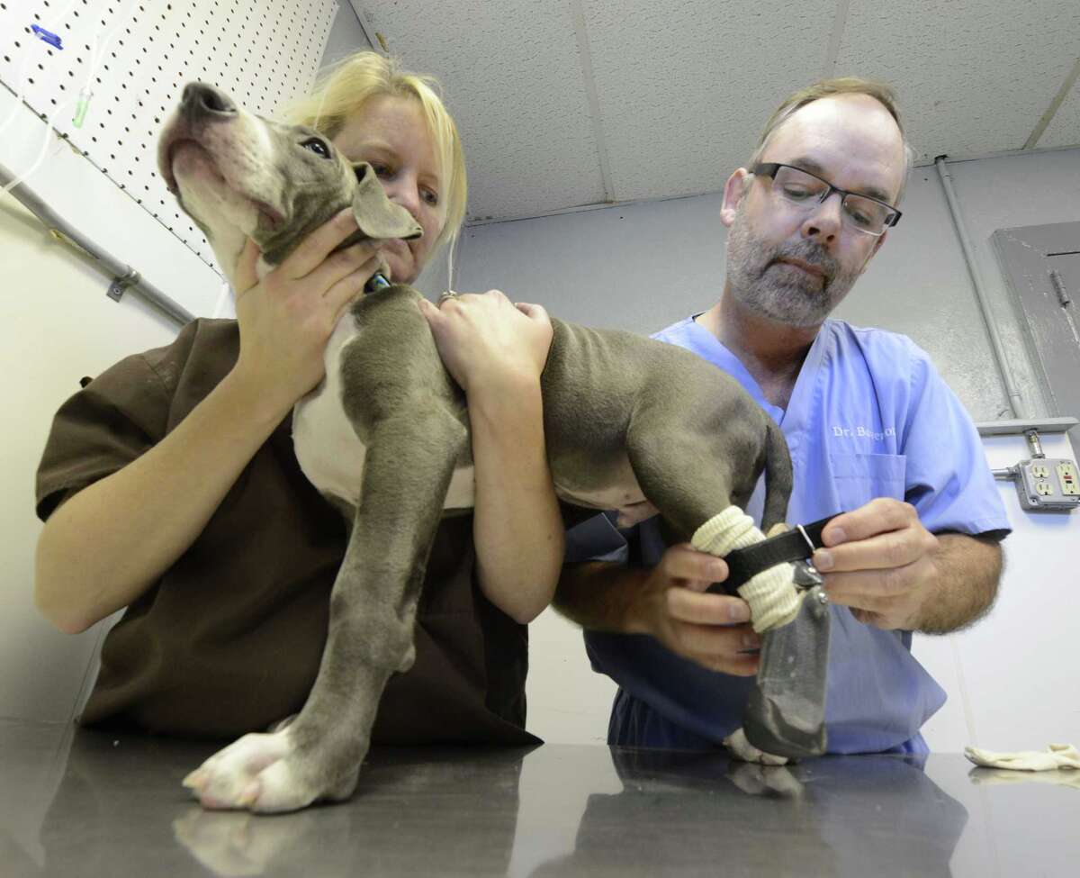 Photos: Injured puppy gets prosthetic leg