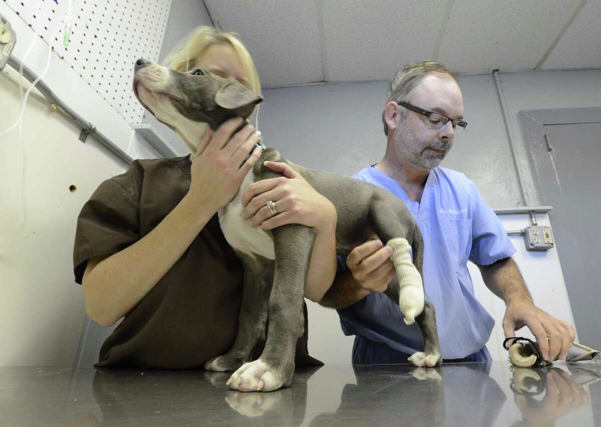 Photos: Injured puppy gets prosthetic leg