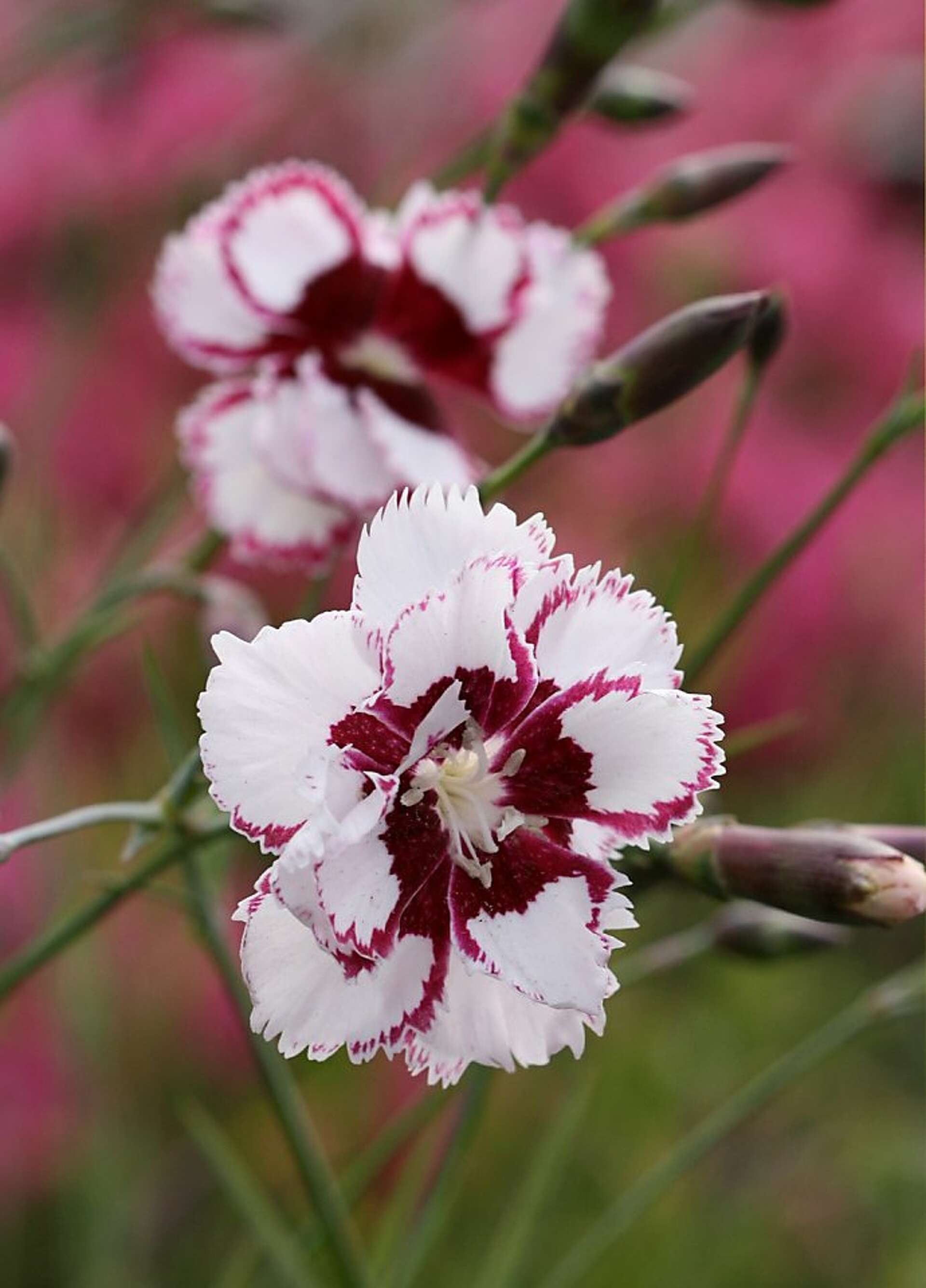 Carnation varieties that surprise