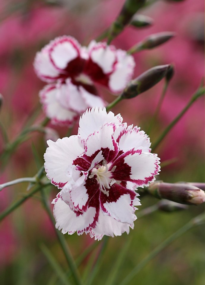 Carnation varieties that surprise