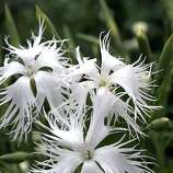 Carnation varieties that surprise - SFGate