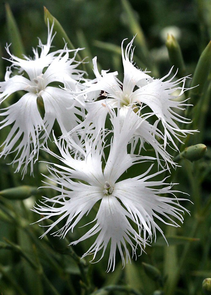 Dianthus Caryophyllus Chomley Farran