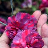 Carnation varieties that surprise - SFGate