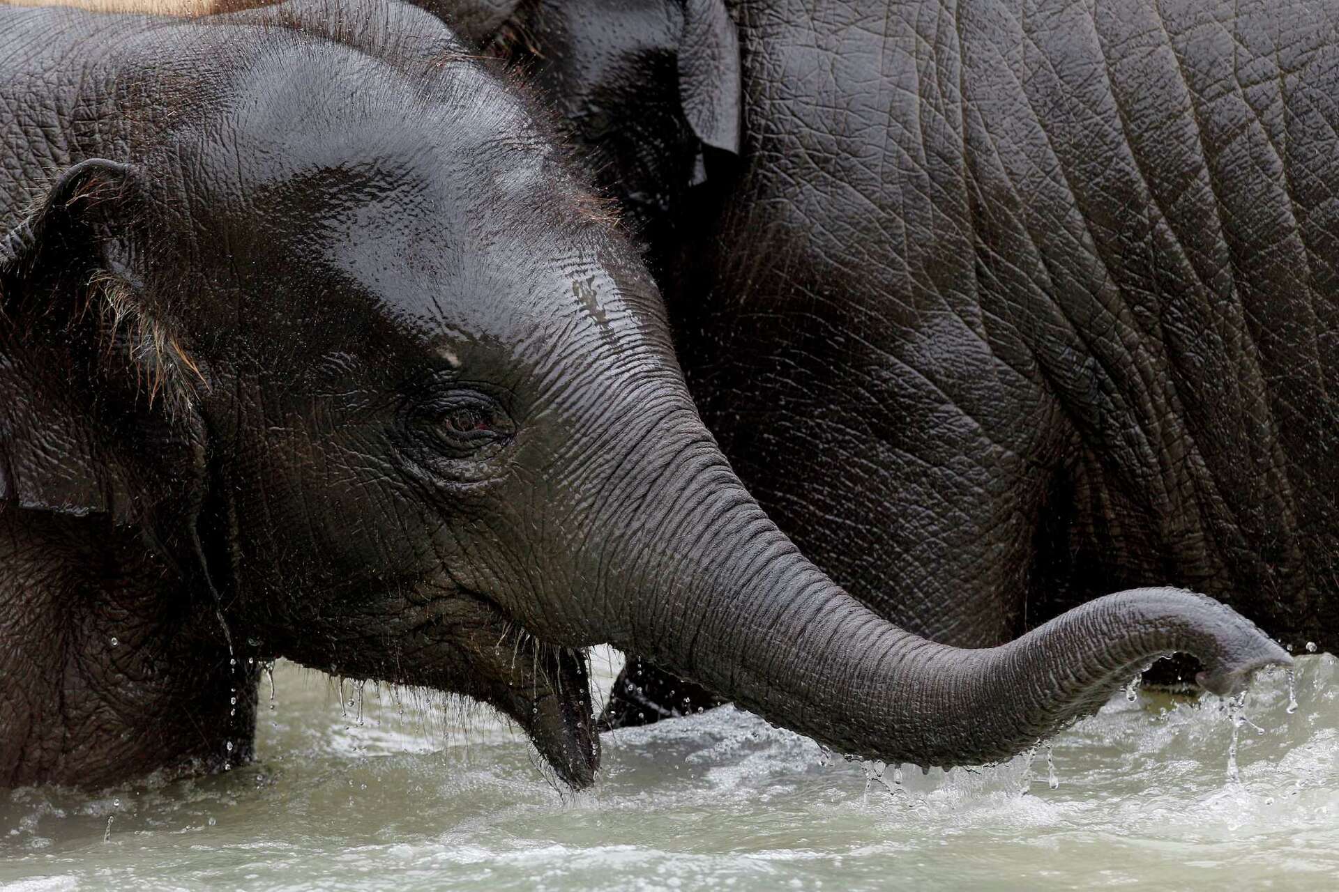 2 Houston Zoo animals treated for Elephant herpes virus