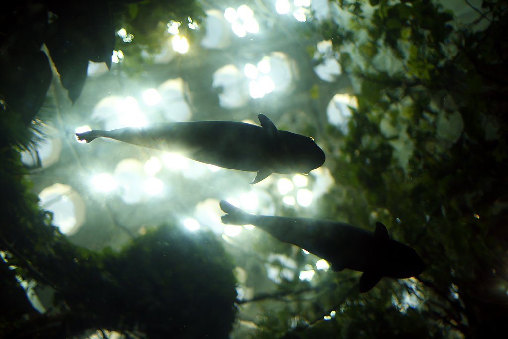 Scientists think a third of sea species unknown