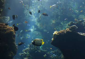 Scientists think a third of sea species unknown