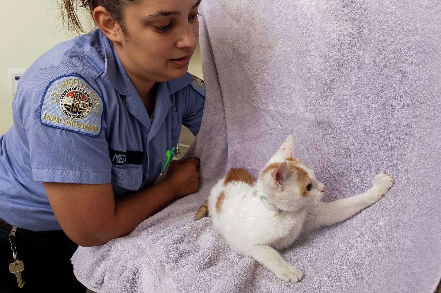 Paw preference tests can be fun for your pets