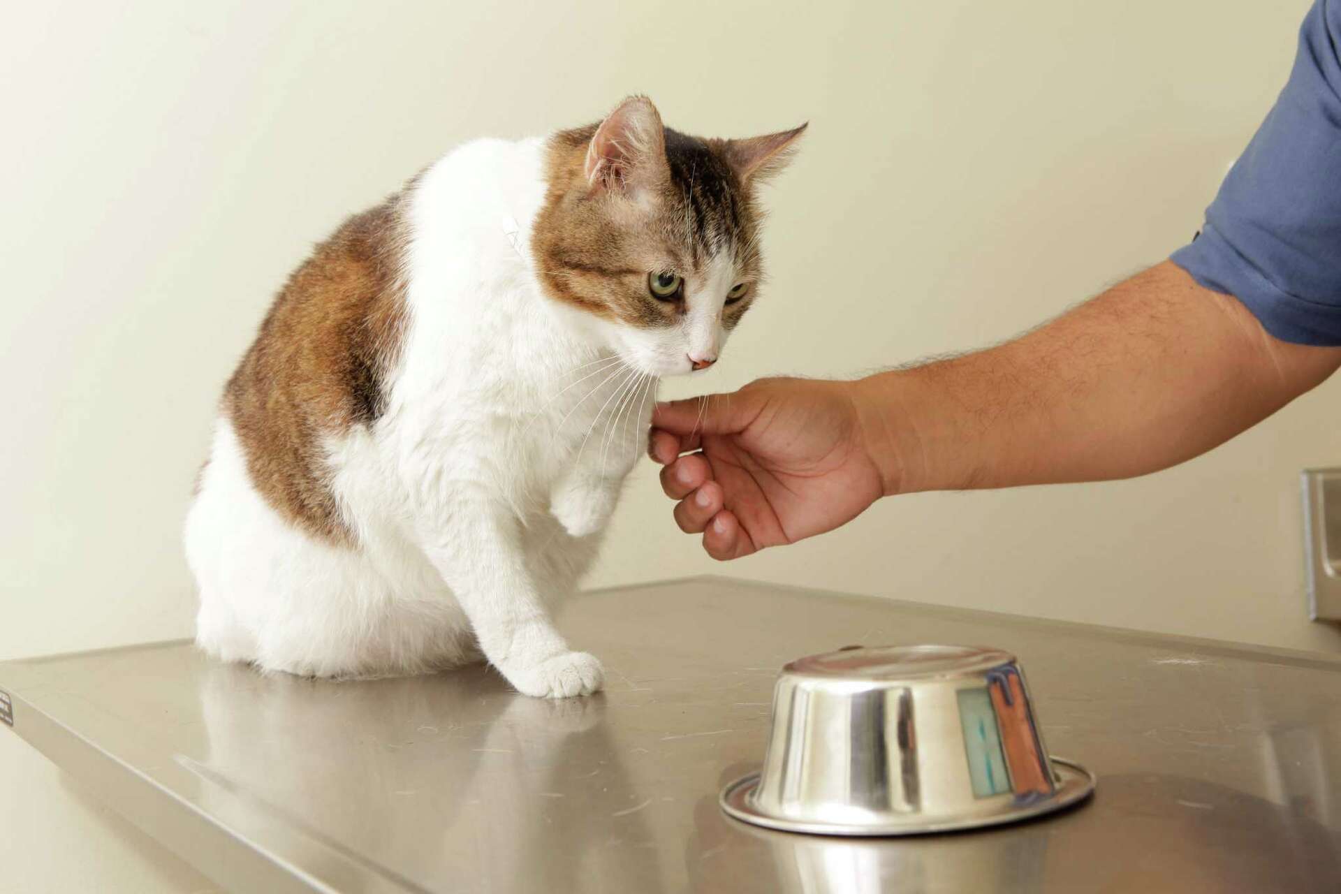 Paw preference tests can be fun for your pets