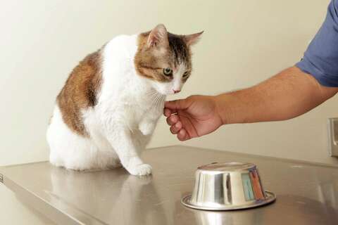 Paw preference tests can be fun for your pets