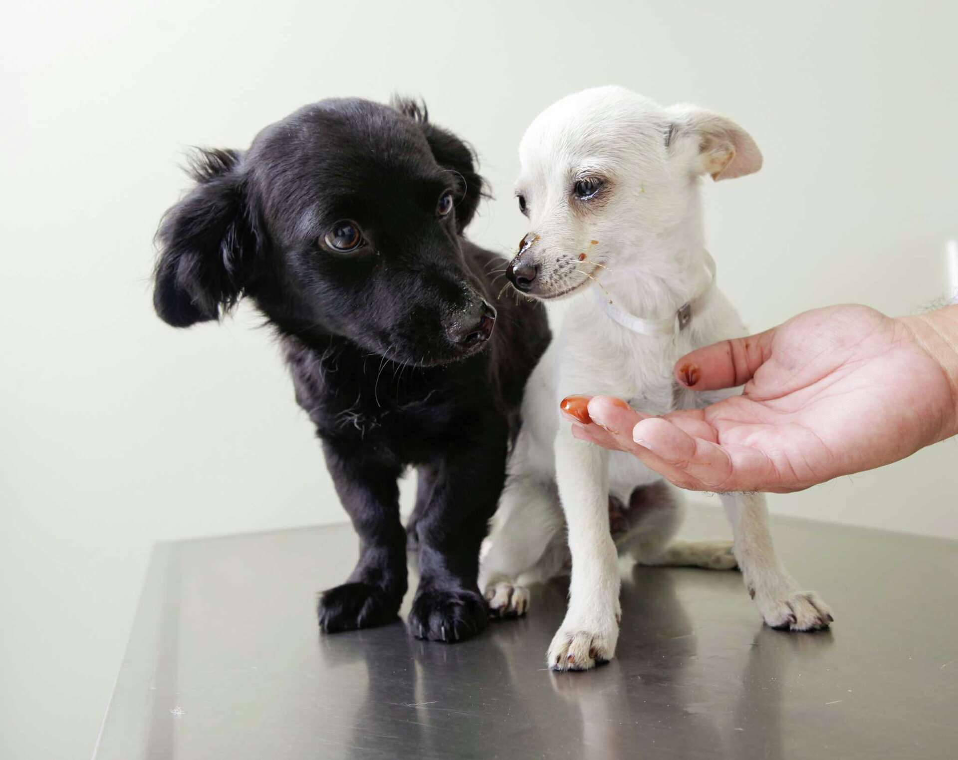 Paw preference tests can be fun for your pets