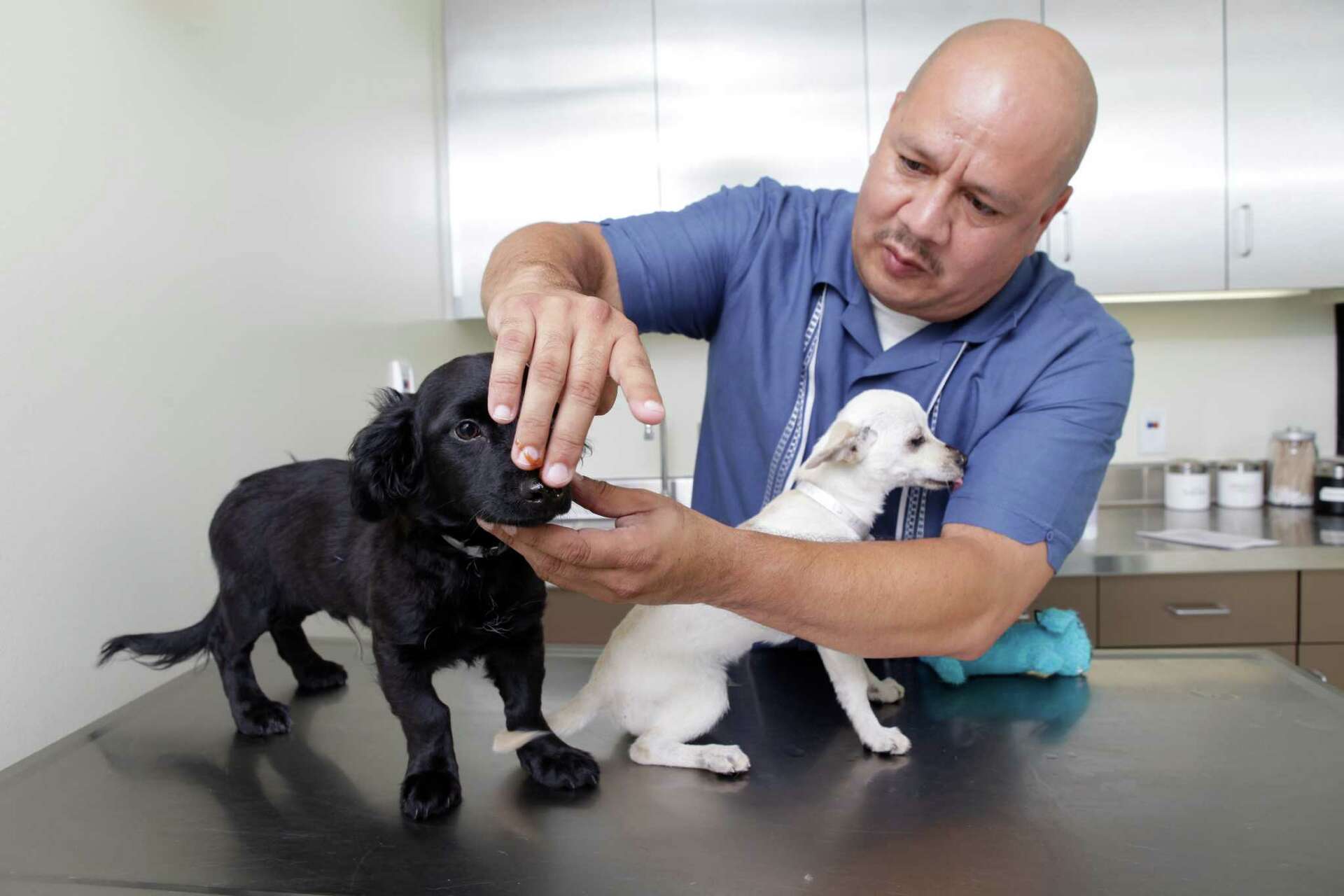Paw preference tests can be fun for your pets
