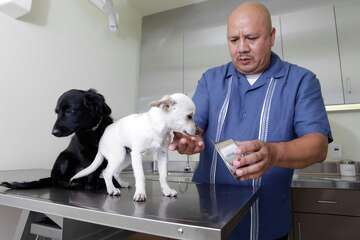 Paw preference tests can be fun for your pets